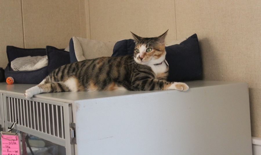 West Columbia Gorge Humane Society celebrates opening of new cat ...