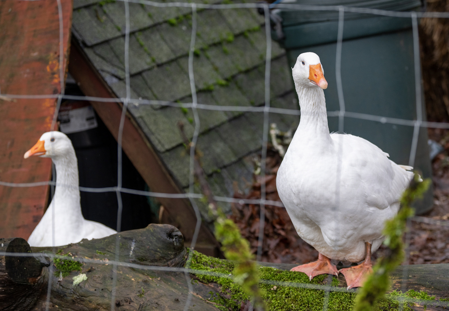 Force of Nature: Couple create artistic and healing collective in ...