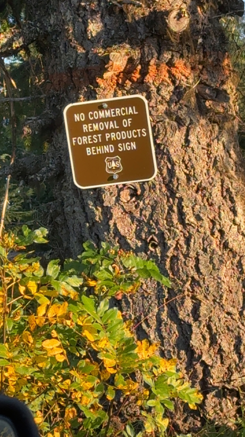 Forest Service seeks feedback on Gifford Pinchot commercial huckleberry ...
