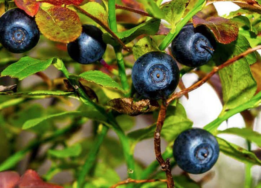 Forest Service seeks feedback on Gifford Pinchot commercial huckleberry ...