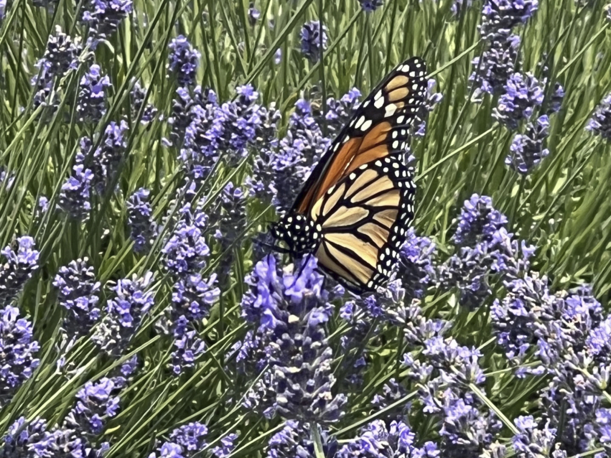 Love your lavender? Visit these area farms - Camas-Washougal Post-Record